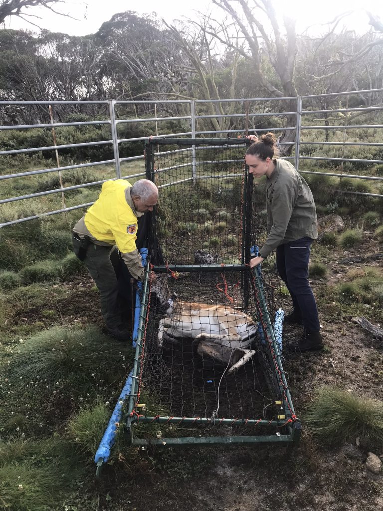 Carcass provisioning in alpine Australia - CWRT